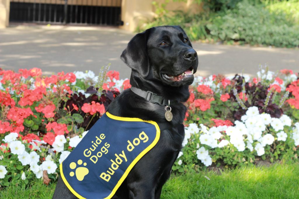 How the buddy dog scheme can change a child’s life - Webbox