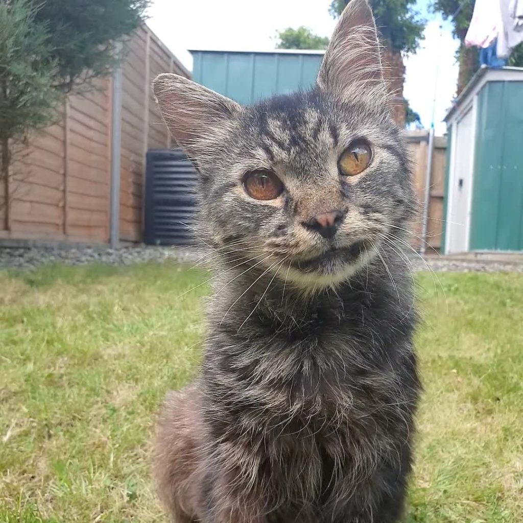 Webbox Pet of the Month: Bruce the Cat - Webbox