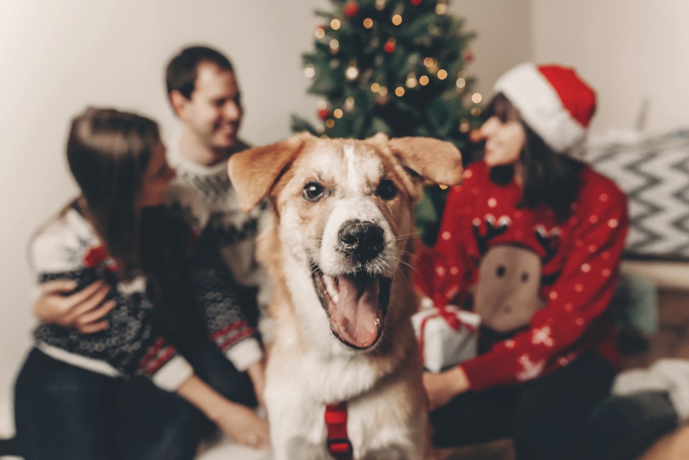 12 Festive Gift Ideas For For Your Dog Christmas 2021 Webbox