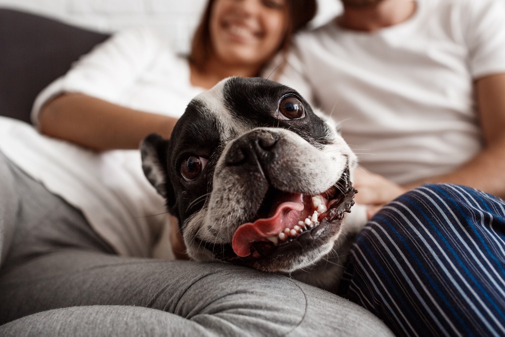 10 Signs You Love Your Pet More Than Your Partner Webbox