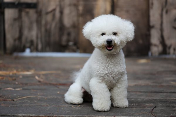 We are fam-i-ly! What dog breeds make the best family pets? - Webbox