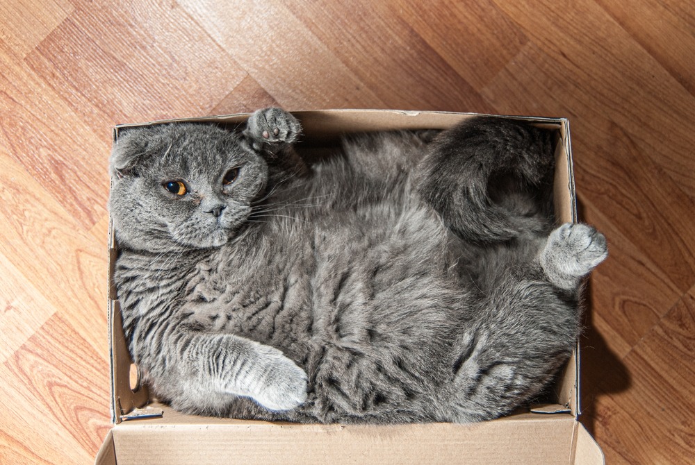 Questions You Don t Want To Ask Your Cat Flipboard Questions You Don t Want To Ask Your Cat Flipboard