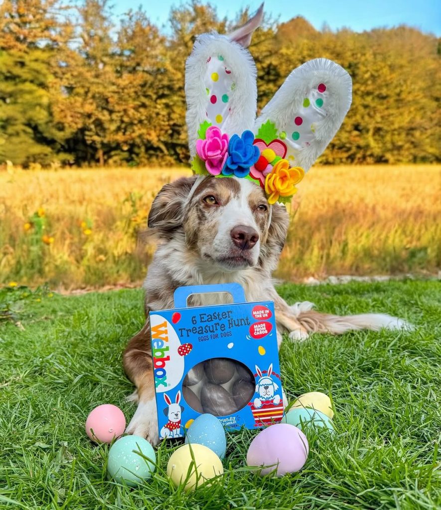 Ultimate Guide to Easter Egg Hunts for your Pets: Safe and Fun Tips for ...